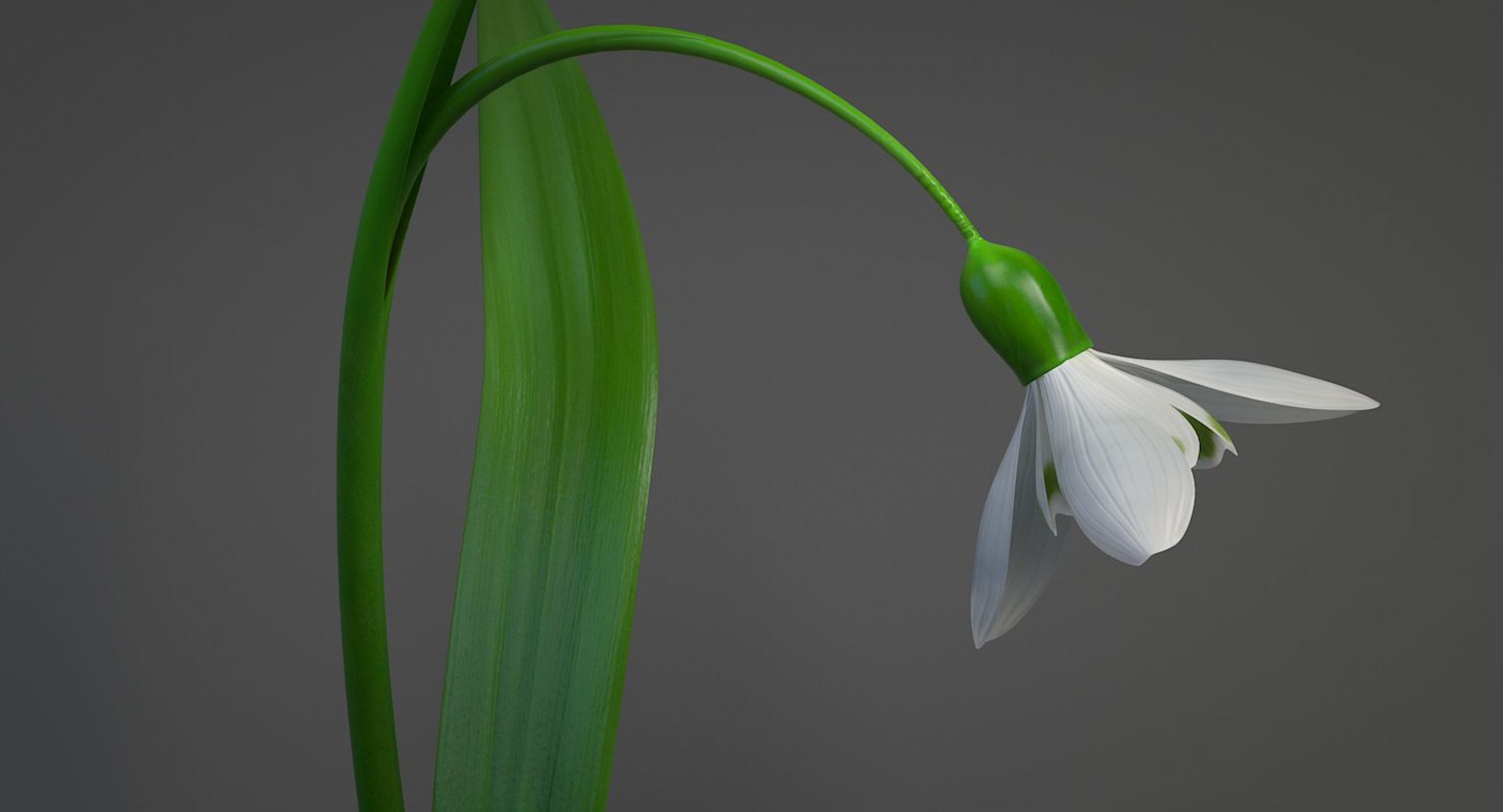 3D Realistic Snowdrop Flower - TurboSquid 1248751
