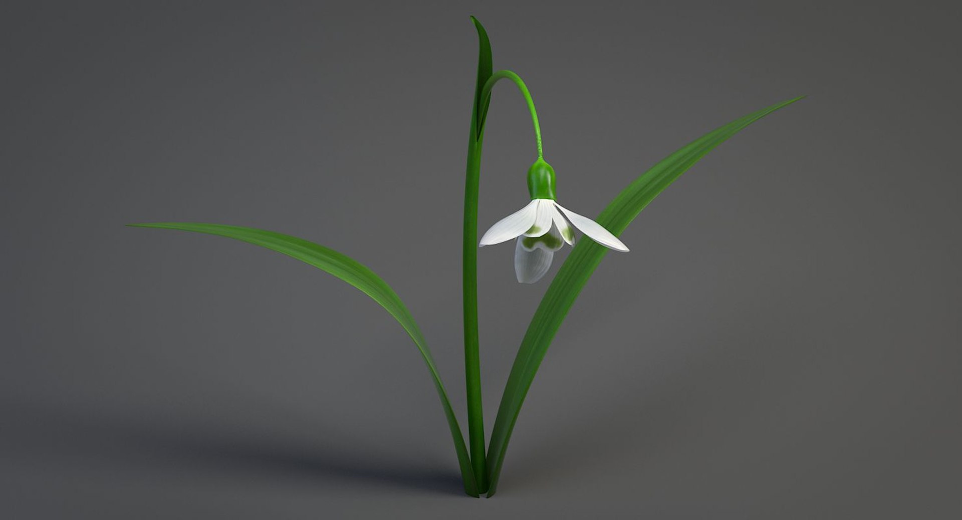 3D Realistic Snowdrop Flower - TurboSquid 1248751