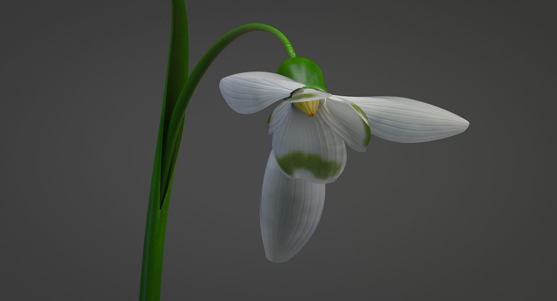 3D Realistic Snowdrop Flower - TurboSquid 1248751