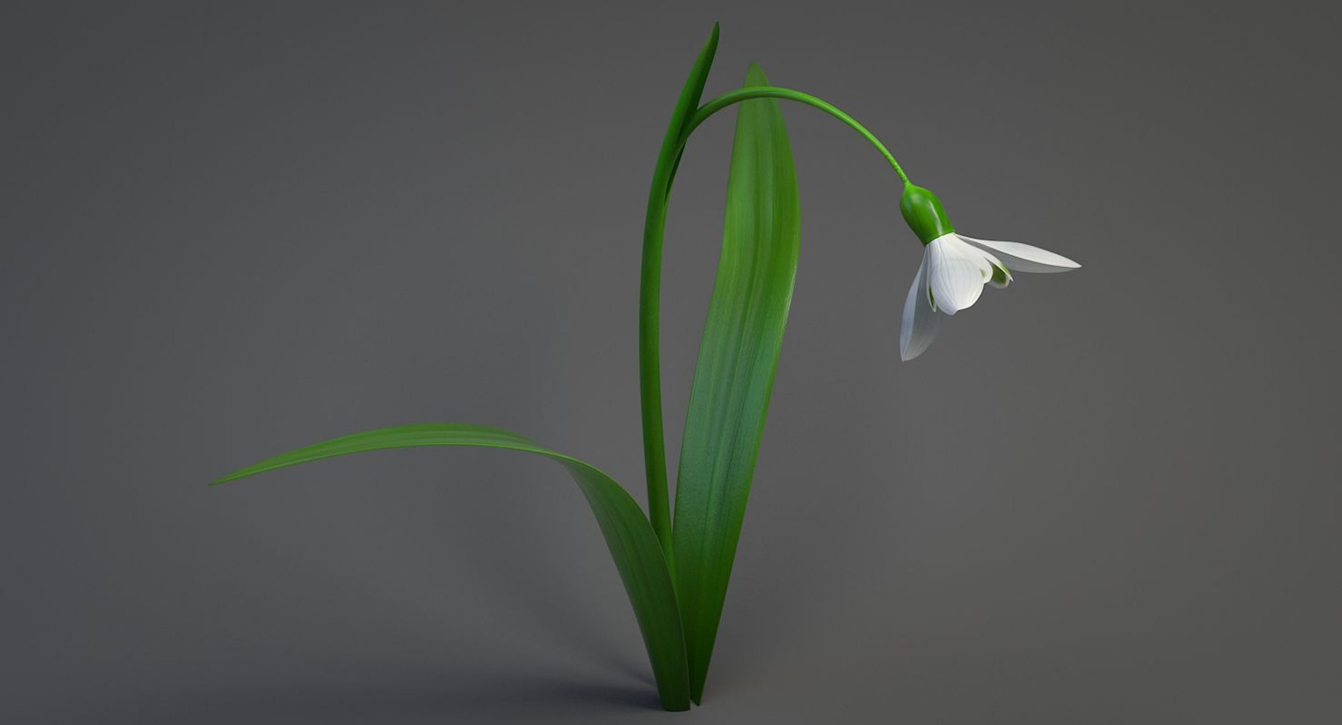 3D Realistic Snowdrop Flower - TurboSquid 1248751