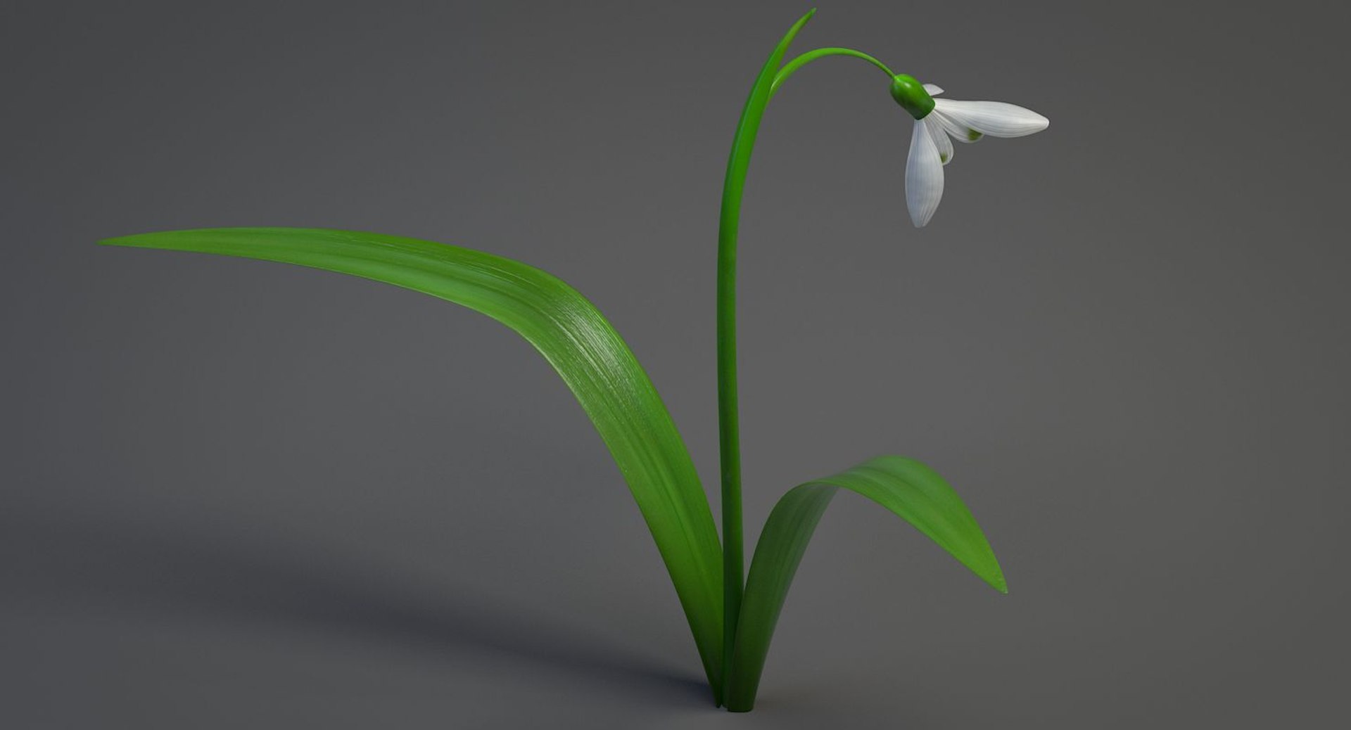 3D Realistic Snowdrop Flower - TurboSquid 1248751