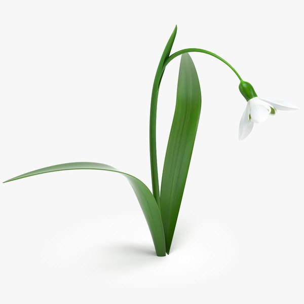 Snowdrop Flower 3D Models for Download | TurboSquid