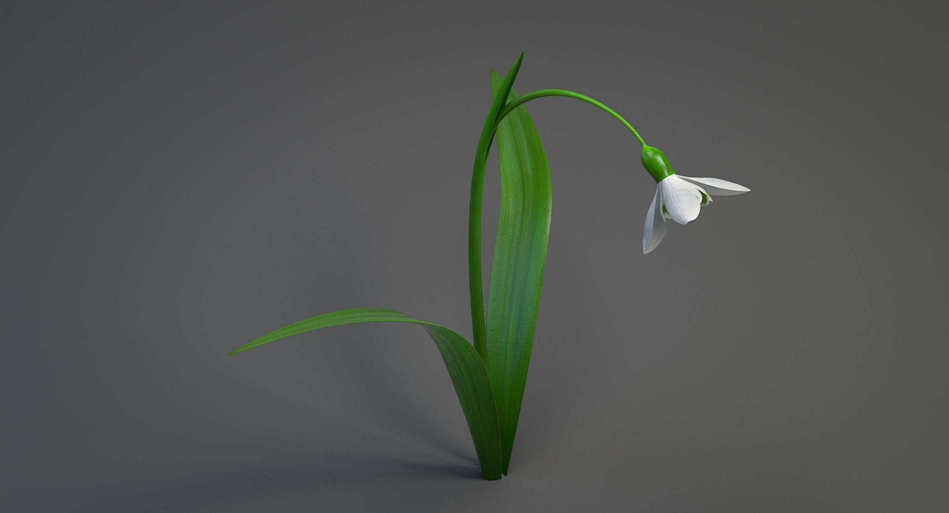 3D Realistic Snowdrop Flower - TurboSquid 1248751