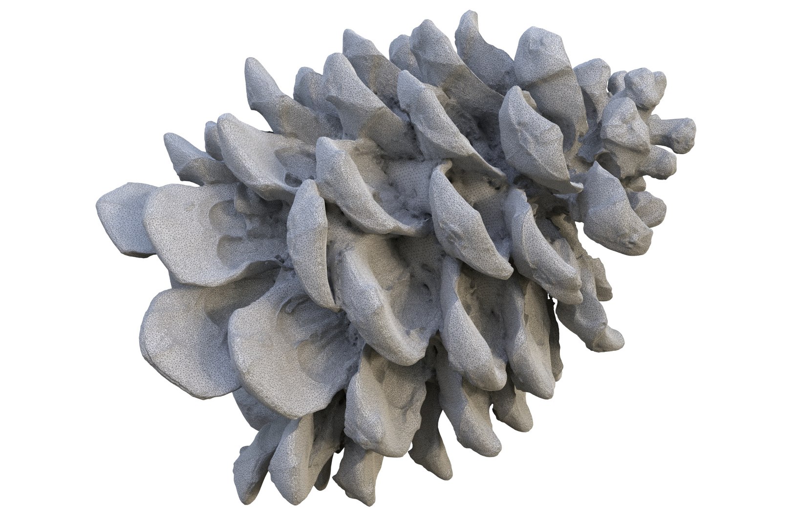 3D Realistic Pine Cone Photoscan - Multiple Resolutions Model ...