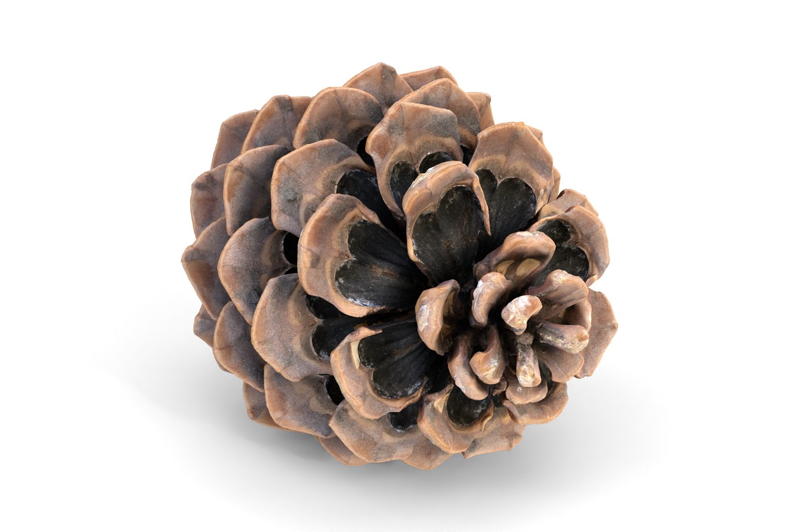 3D Realistic Pine Cone Photoscan - Multiple Resolutions Model ...