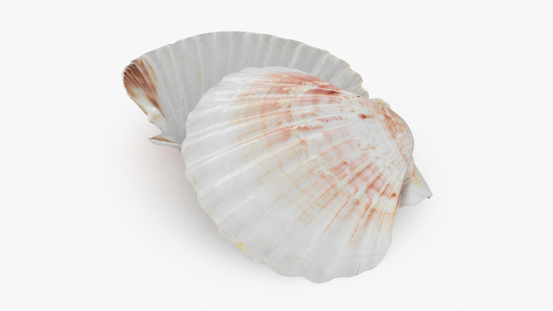 Clam Shell Pose 2 Collection 3D Model - TurboSquid 2279938