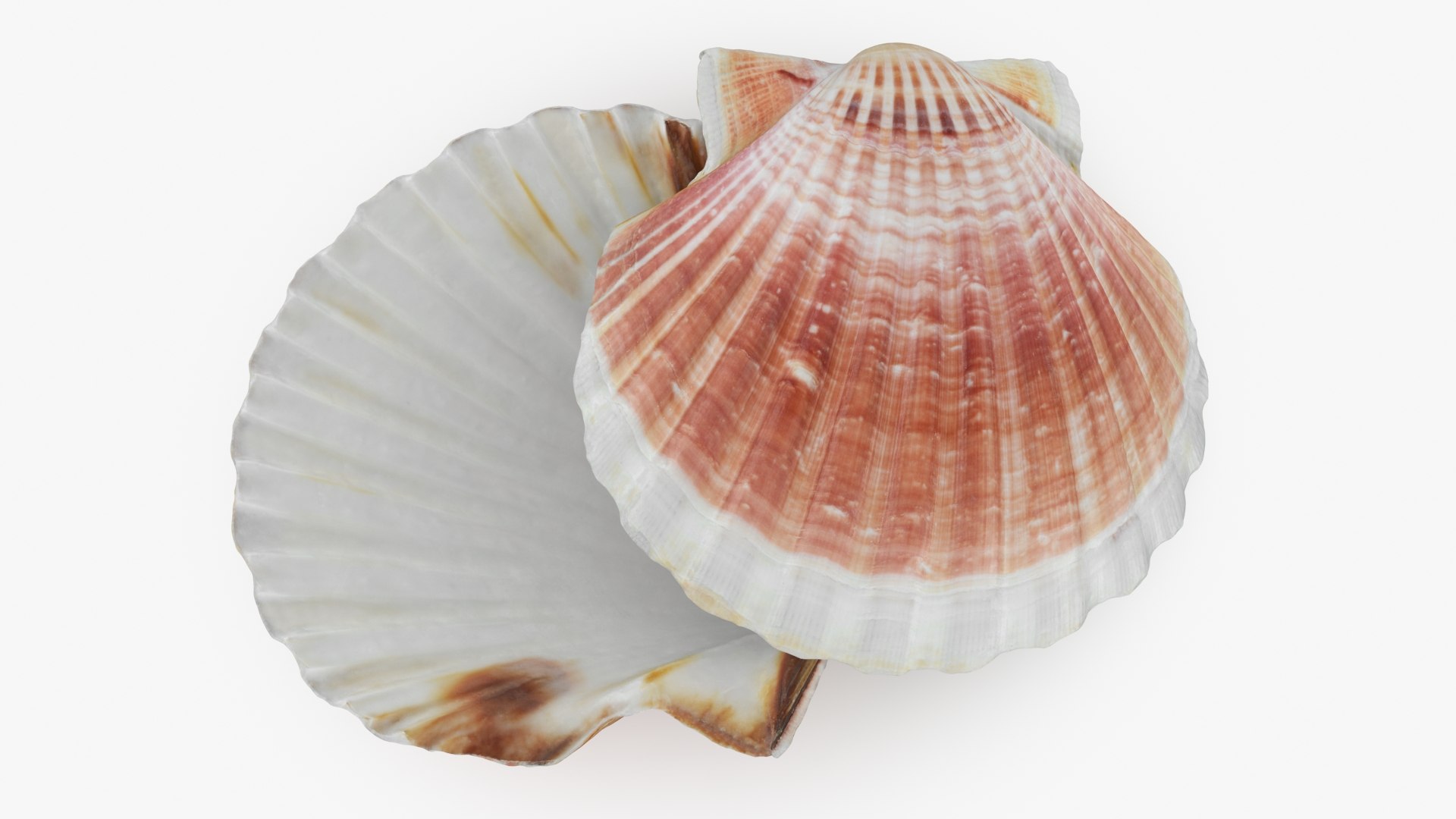 Clam Shell Pose 2 Collection 3D Model - TurboSquid 2279938