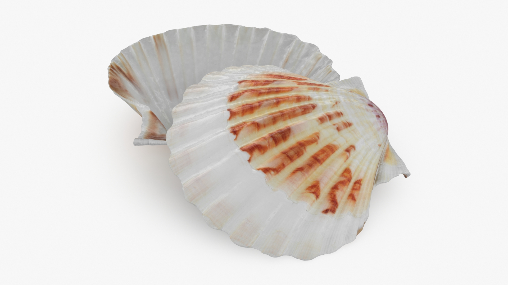 Clam Shell Pose 2 Collection 3D Model - TurboSquid 2279938