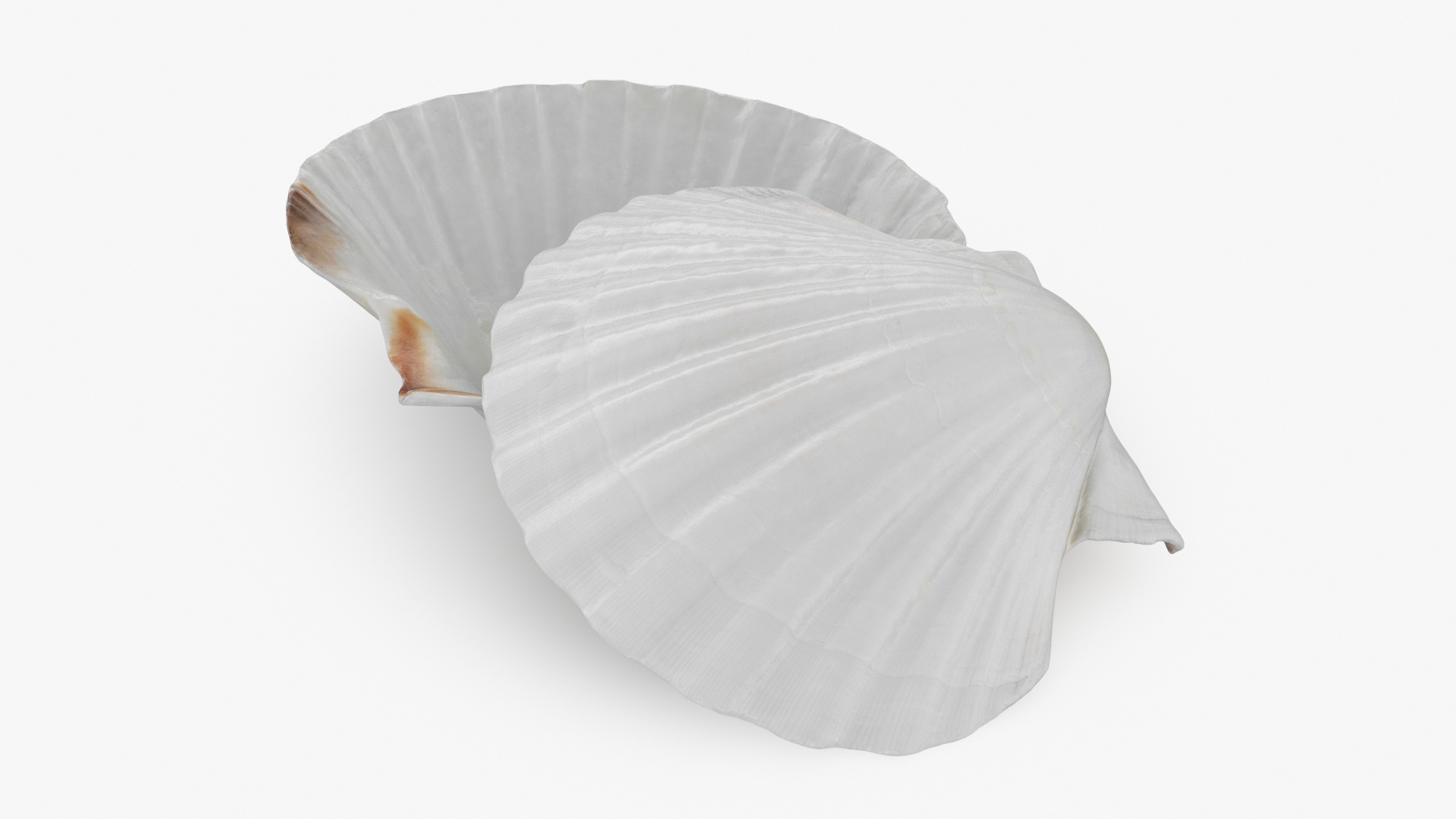 Clam Shell Pose 2 Collection 3D Model - TurboSquid 2279938