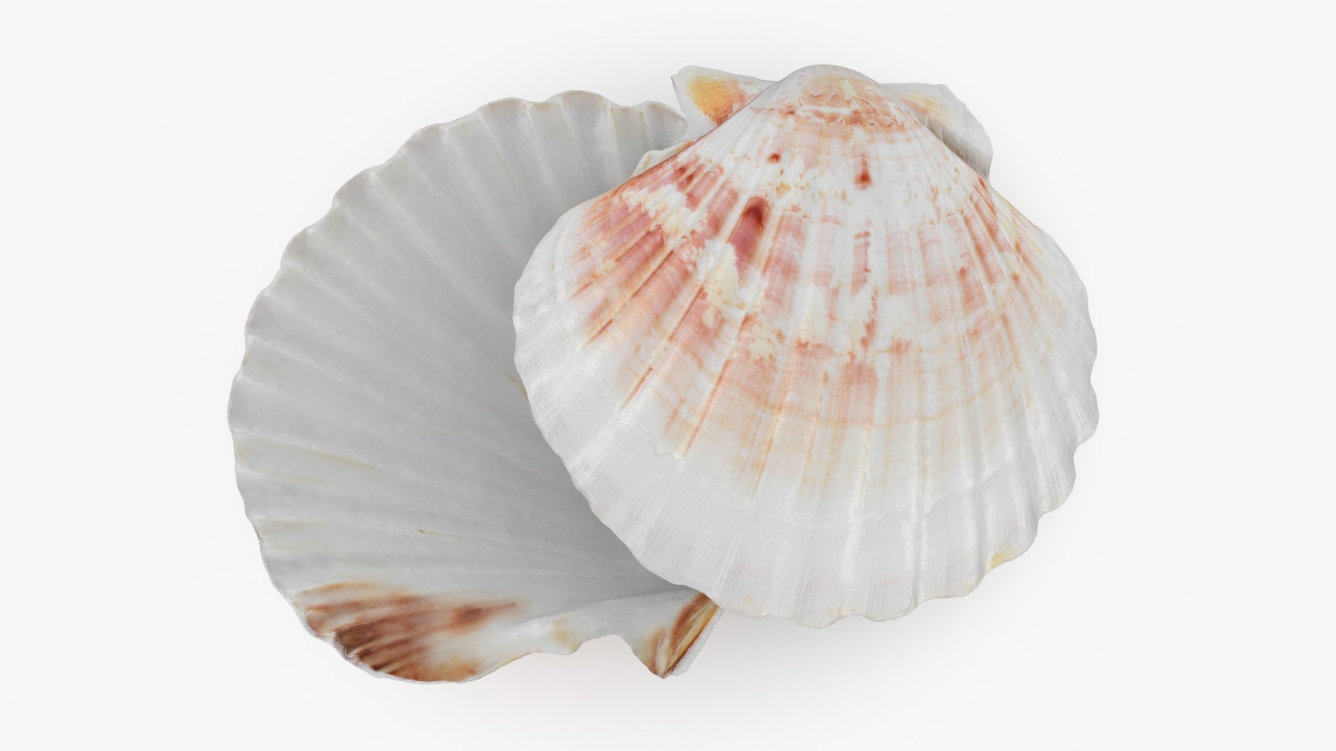Clam Shell Pose 2 Collection 3D Model - TurboSquid 2279938
