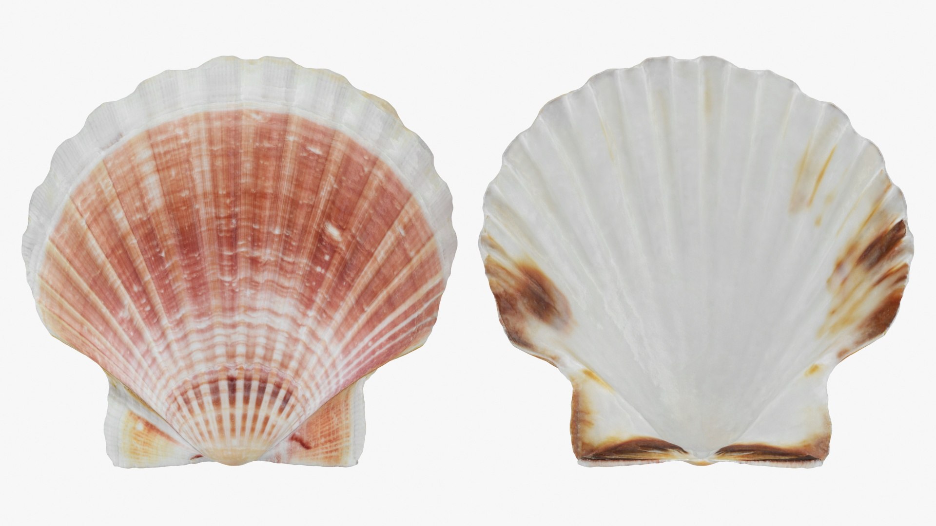 Clam Shell Pose 2 Collection 3D Model - TurboSquid 2279938