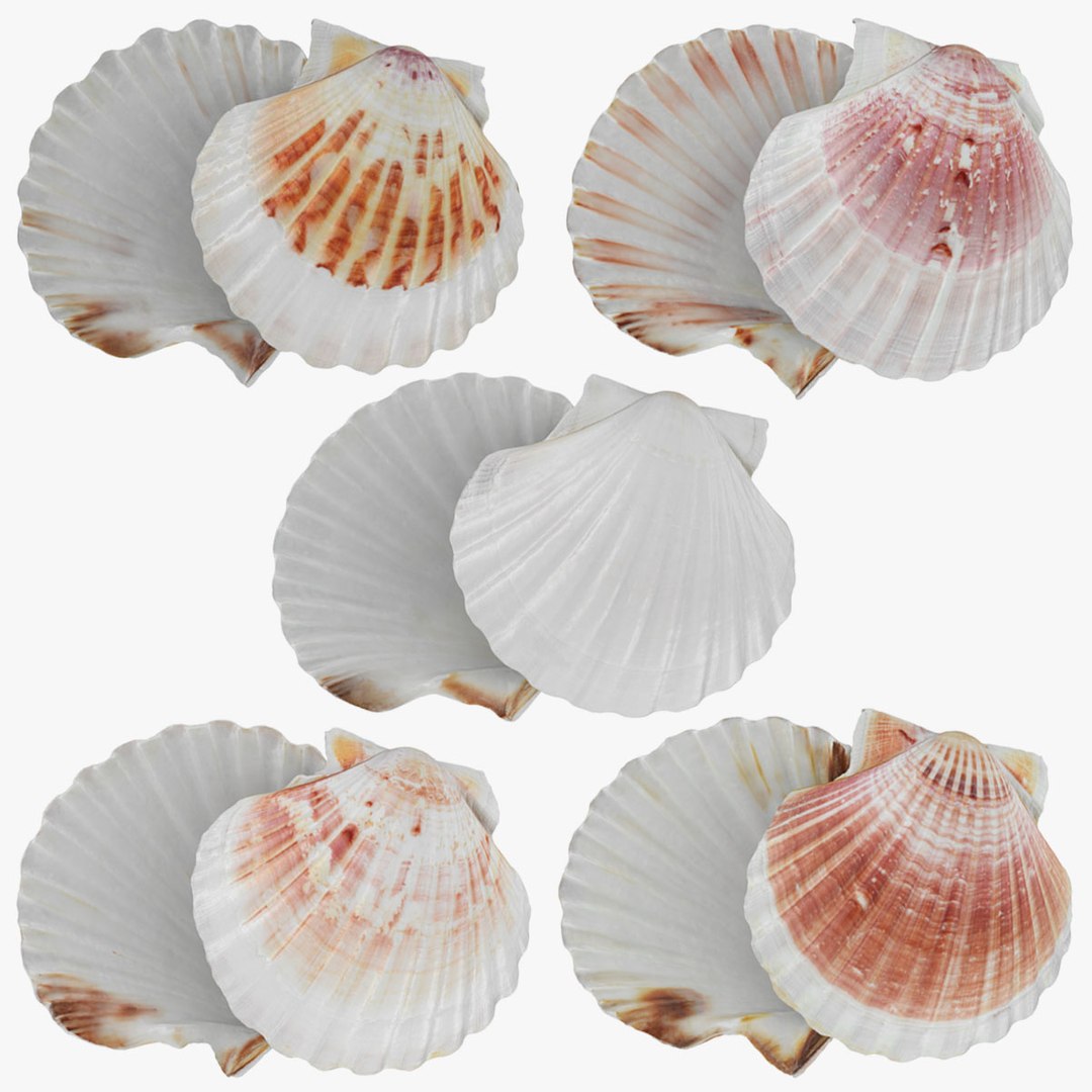 Clam Shell Pose 2 Collection 3D Model - TurboSquid 2279938