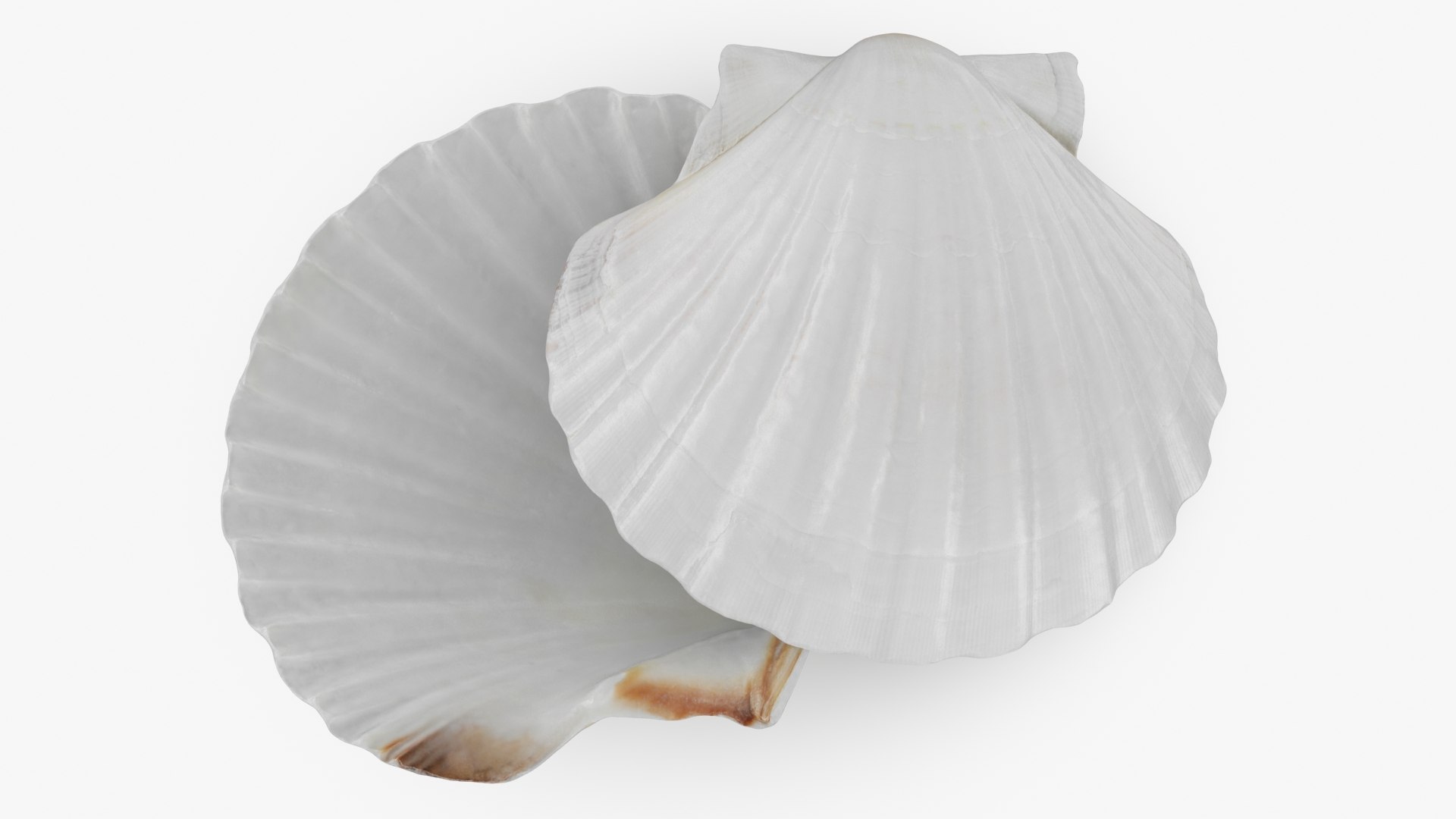 Clam Shell Pose 2 Collection 3D Model - TurboSquid 2279938