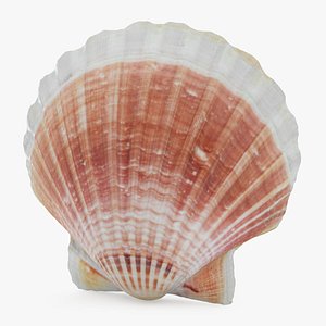 3D Clamshell Models - Browse & Download Formats - TurboSquid