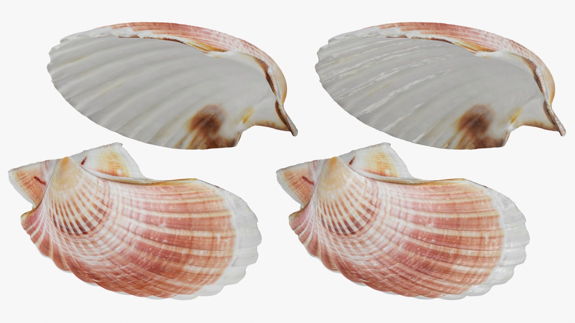 Clam Shell 05 3D Model - TurboSquid 2271431