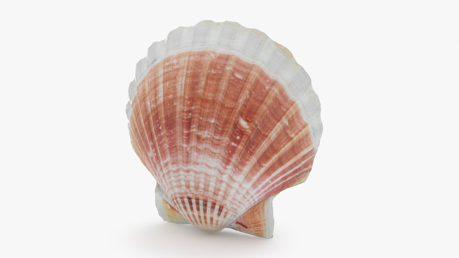 Clam Shell 05 3D Model - TurboSquid 2271431