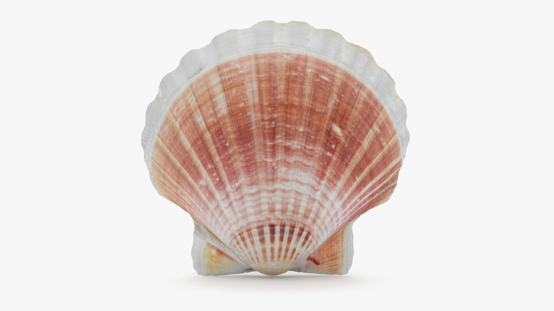 Clam Shell 05 3D Model - TurboSquid 2271431