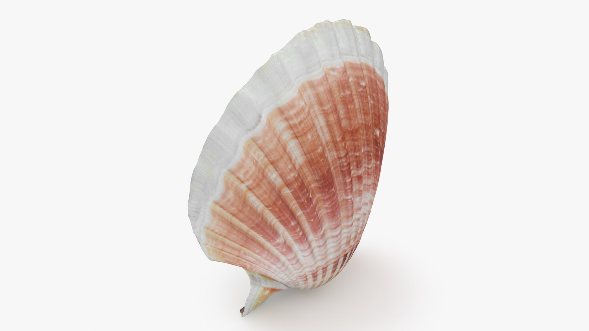 Clam Shell 05 3D Model - TurboSquid 2271431