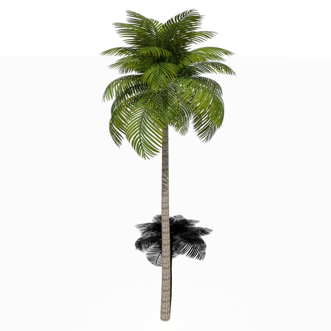 Leaves Palm Leaf Tropical Tree 3D Model - TurboSquid 1418685