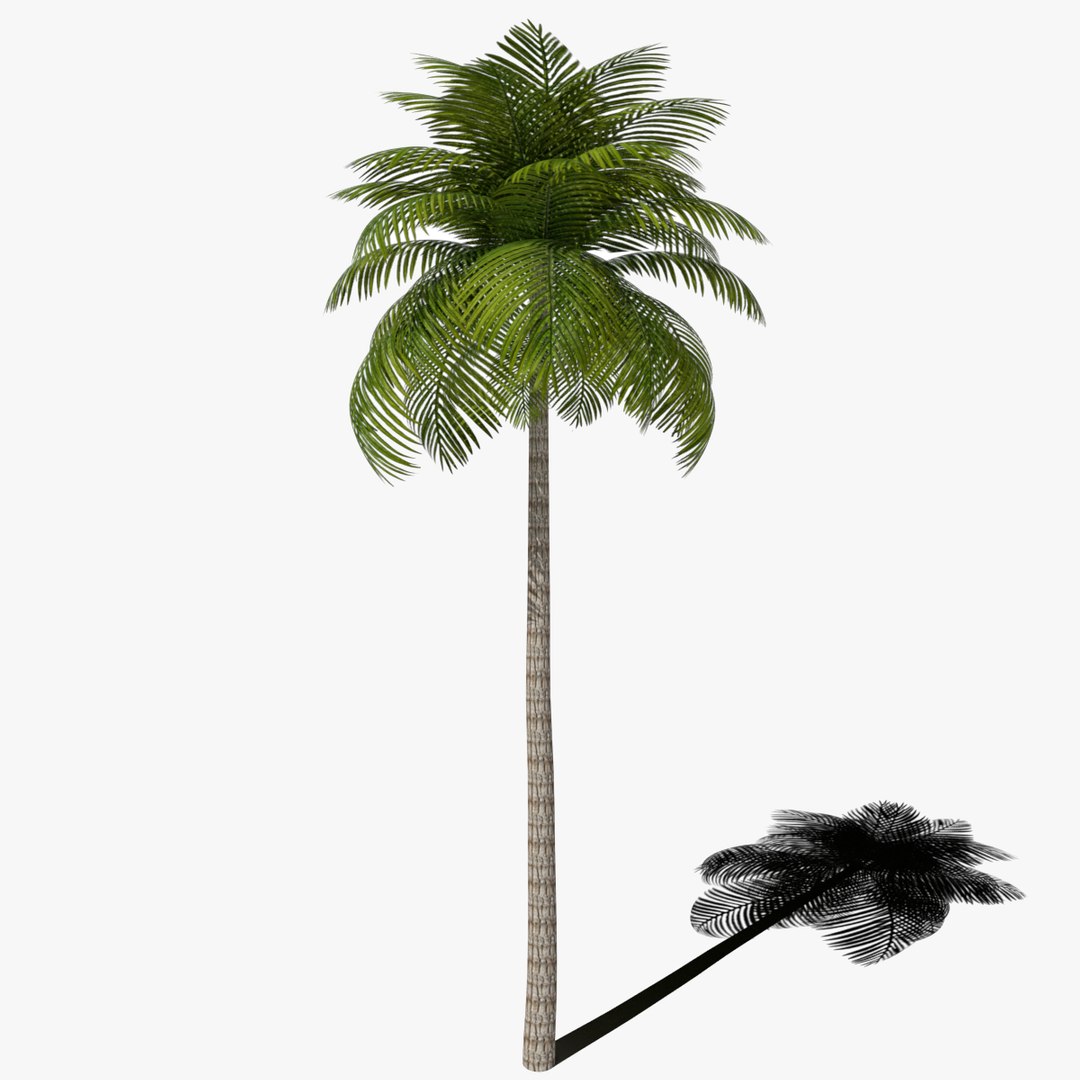Leaves Palm Leaf Tropical Tree 3D Model - TurboSquid 1418685
