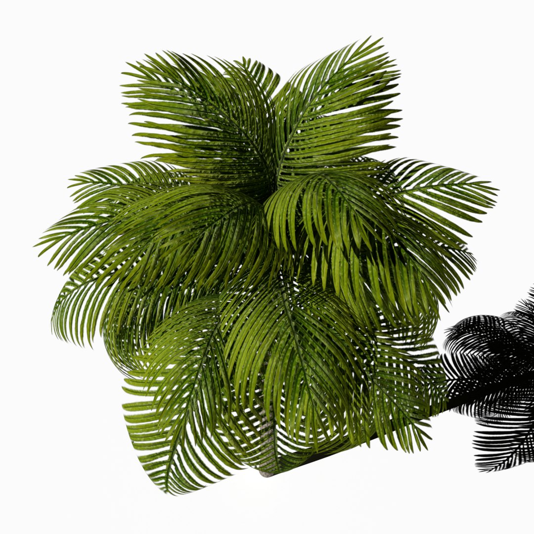 Leaves Palm Leaf Tropical Tree 3D Model - TurboSquid 1418685