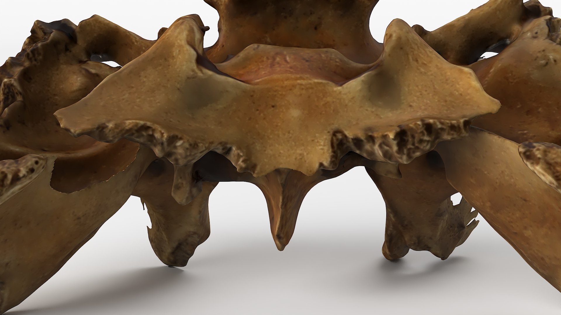 3D Sphenoid Bone 01 - TurboSquid 2144190