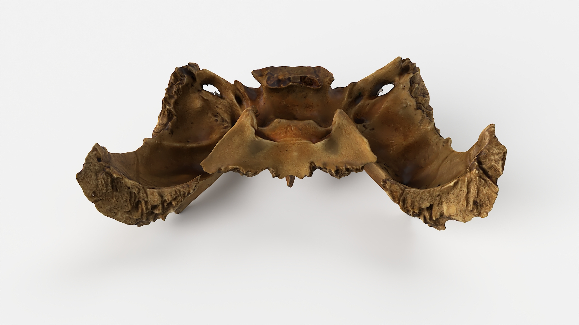 3D Sphenoid Bone 01 - TurboSquid 2144190