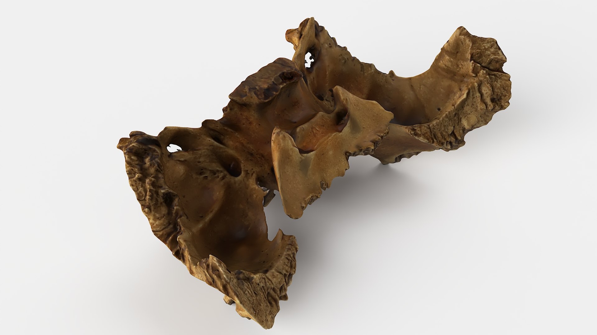 3D Sphenoid Bone 01 - TurboSquid 2144190