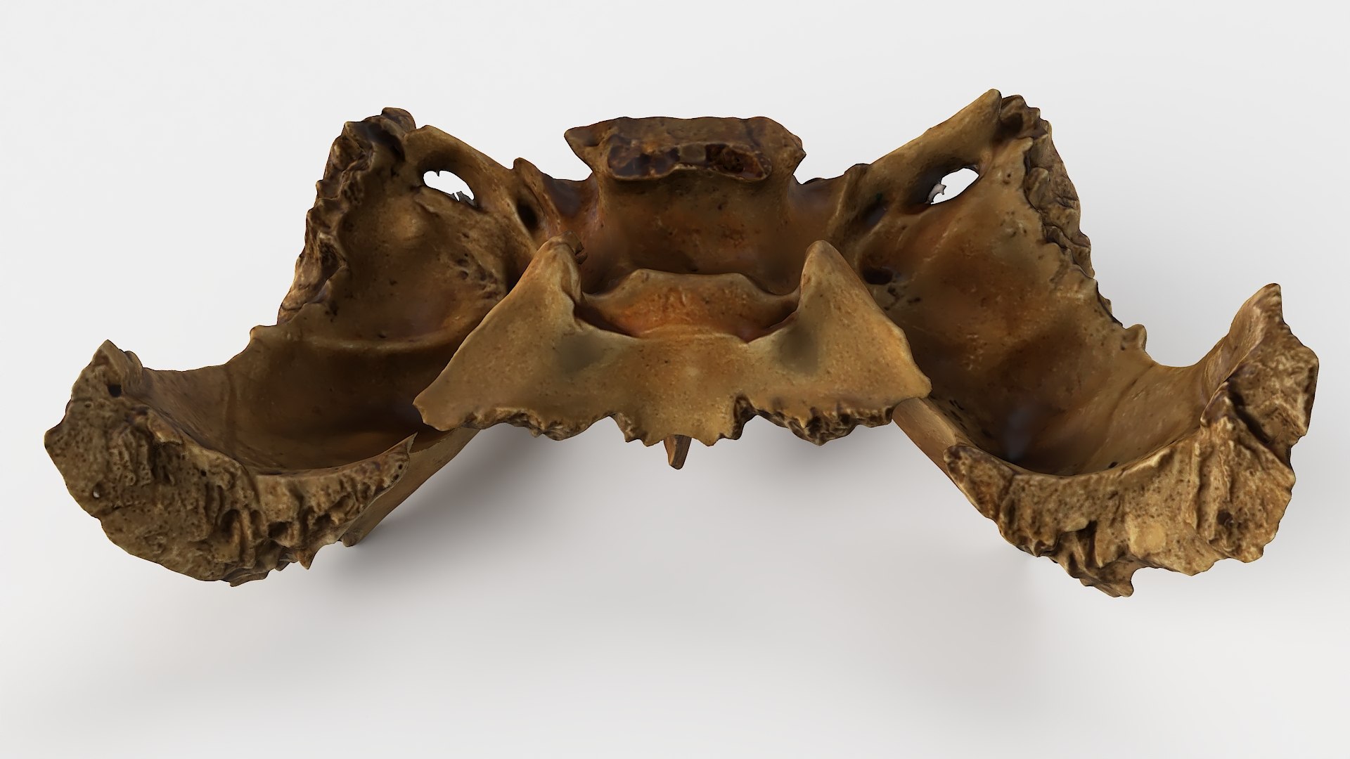 3D Sphenoid Bone 01 - TurboSquid 2144190