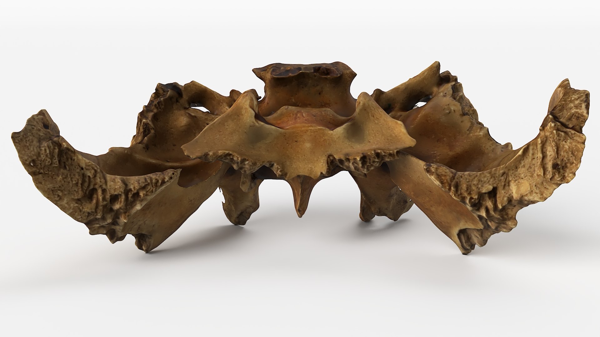 3D Sphenoid Bone 01 - TurboSquid 2144190