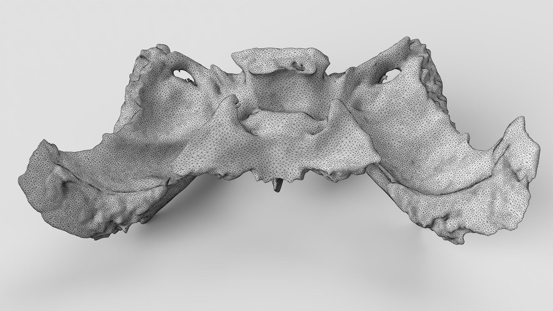 3D Sphenoid Bone 01 - TurboSquid 2144190