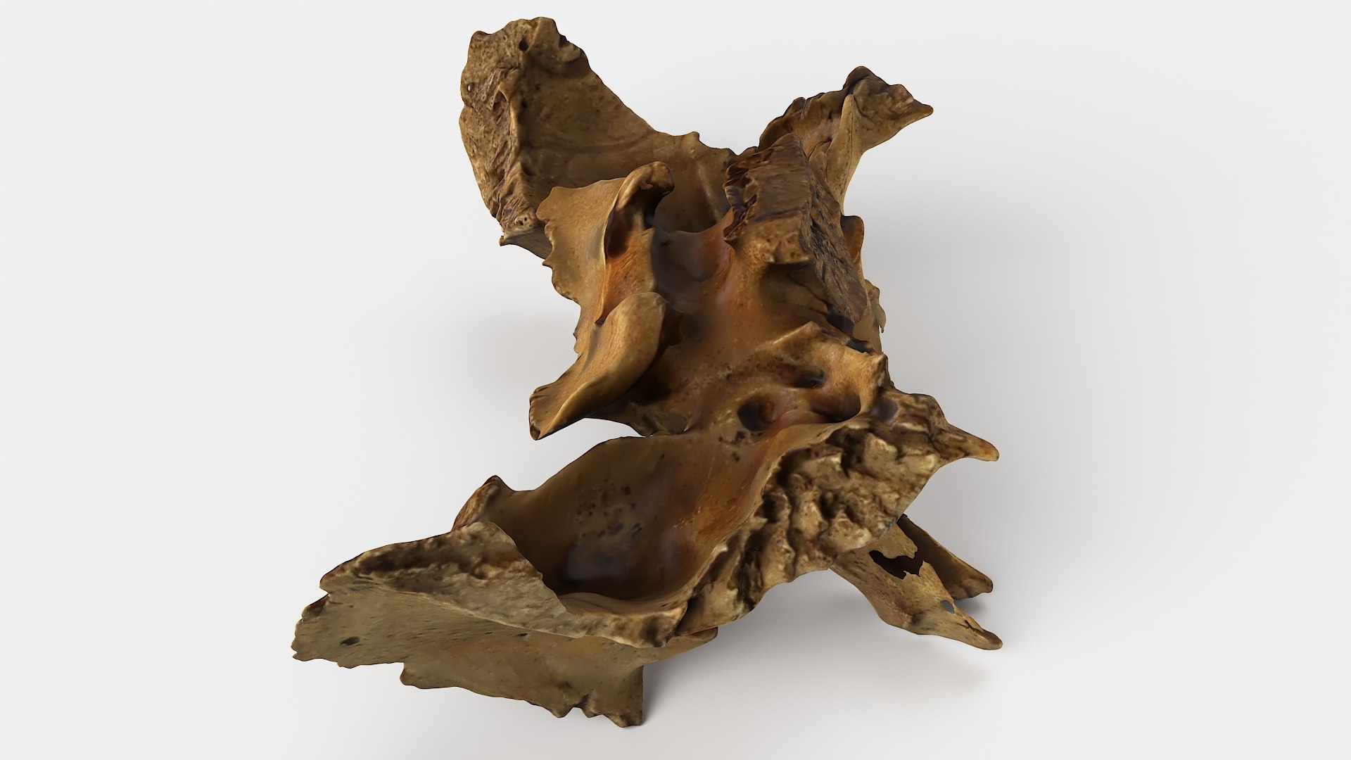 3D Sphenoid Bone 01 - TurboSquid 2144190
