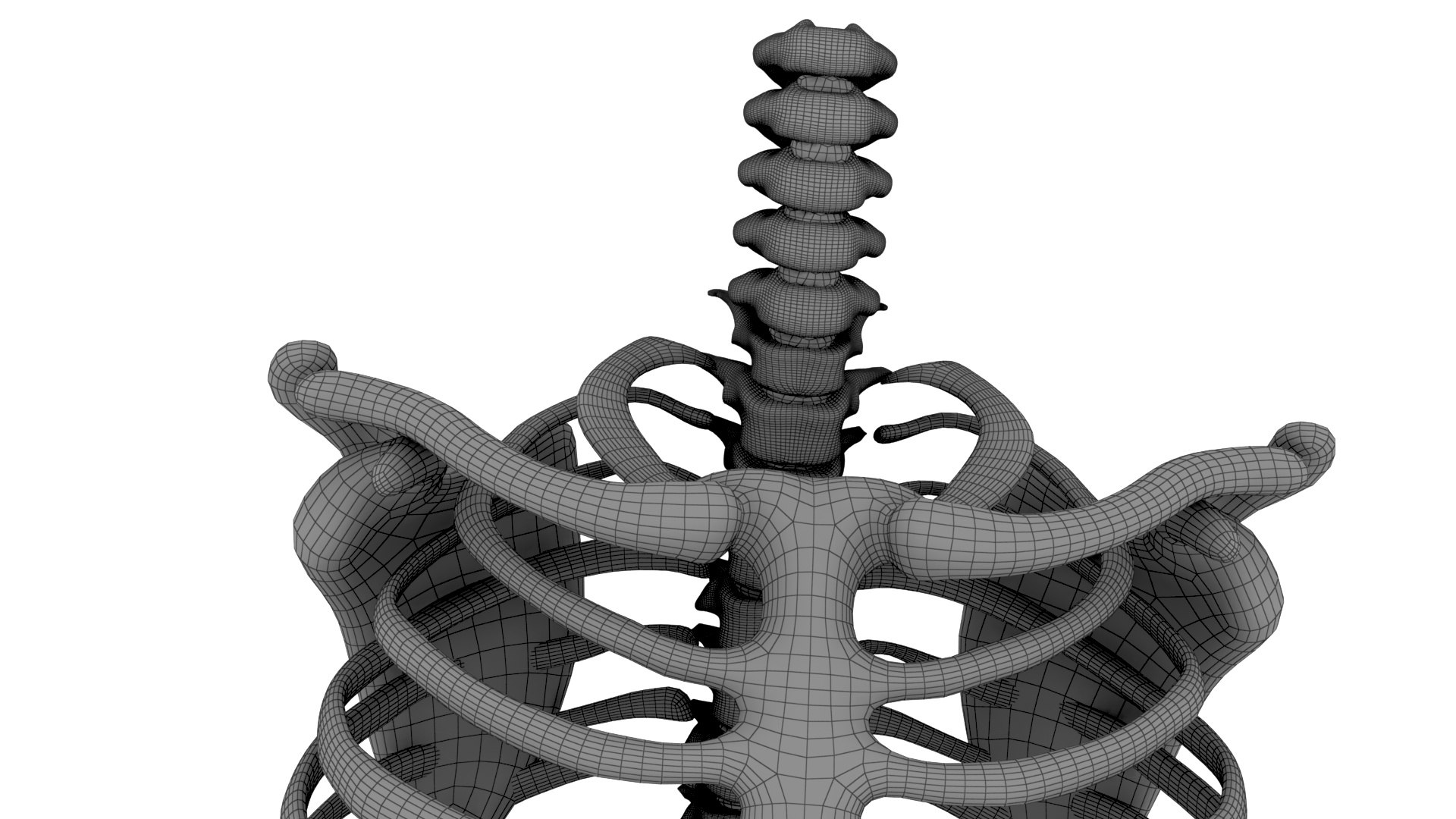 3D Model Rib Cage Spine Pelvis - TurboSquid 1461266