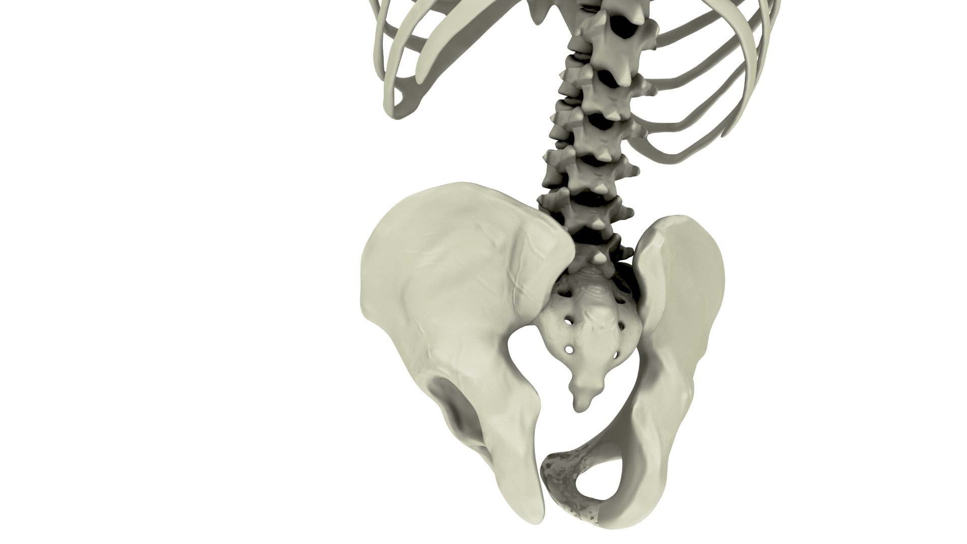 3D Model Rib Cage Spine Pelvis - TurboSquid 1461266