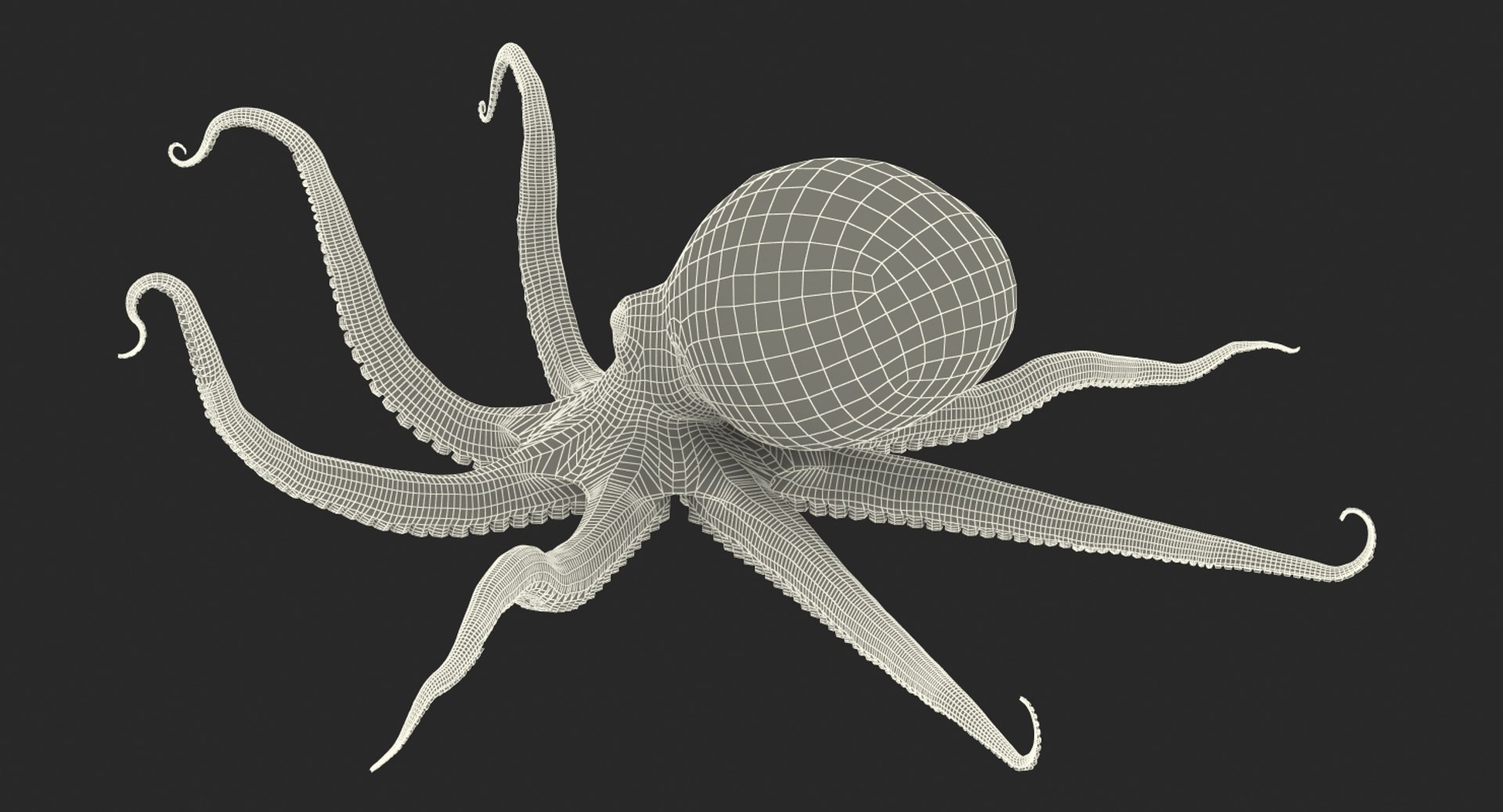 Common Octopus Rigged 3d Model