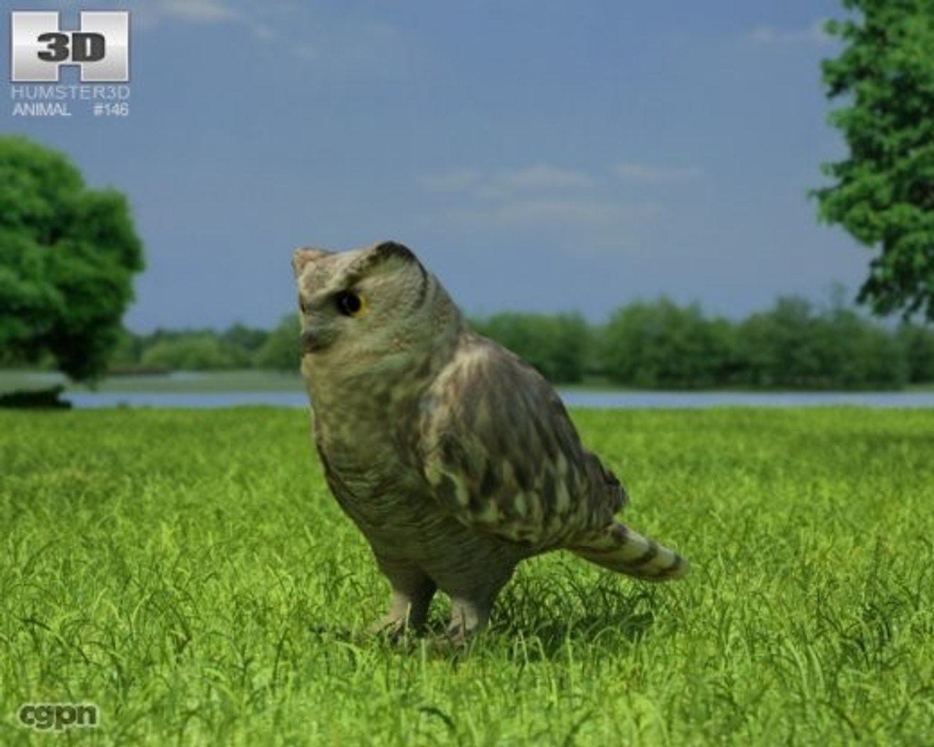 Asian Bubo Eagle Max