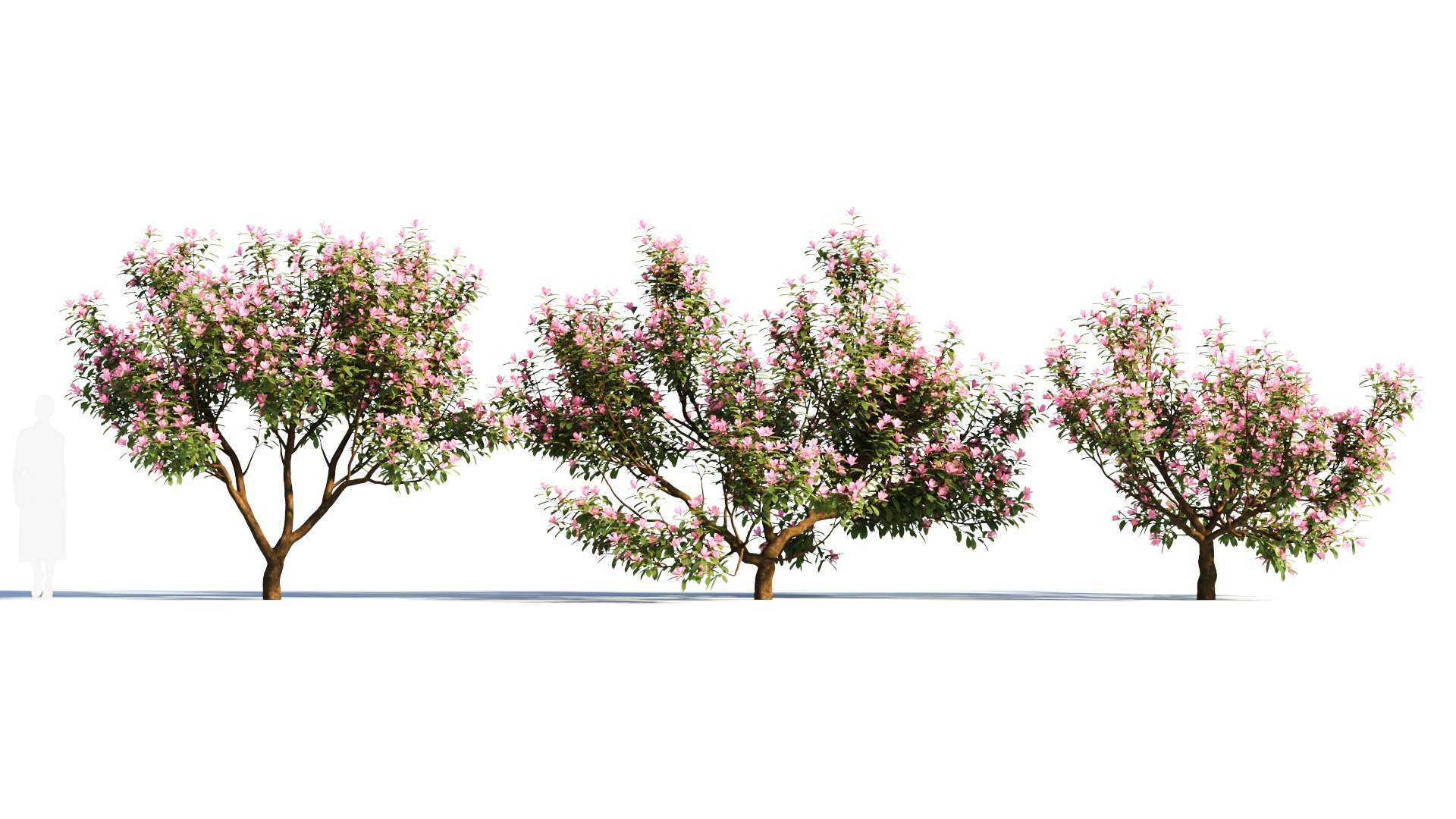 3D Michelia maudiae tree a model - TurboSquid 2119473
