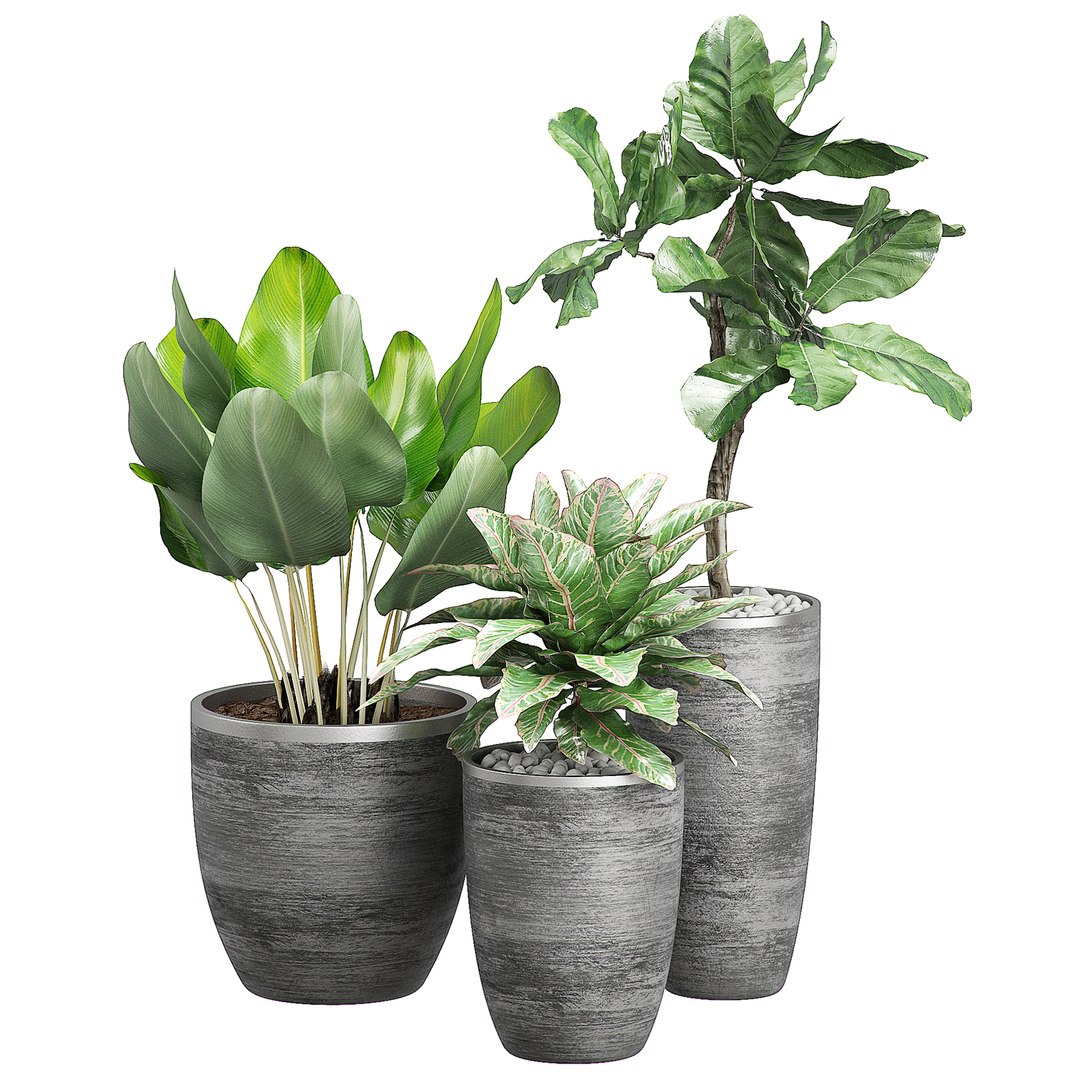 Flower pack 99 3D - TurboSquid 1631559