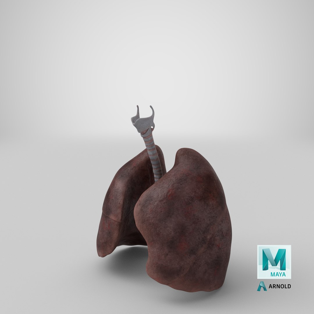 Smoker Lungs Anatomy 3D - TurboSquid 1912047