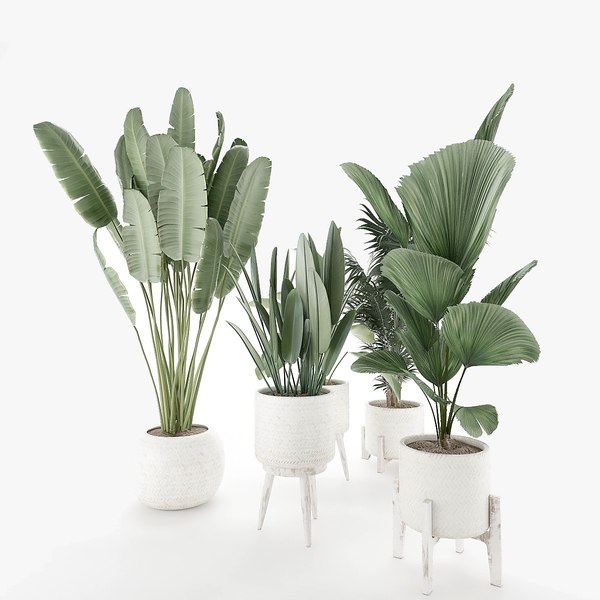 3D Potted Plant Collection - TurboSquid 2044070