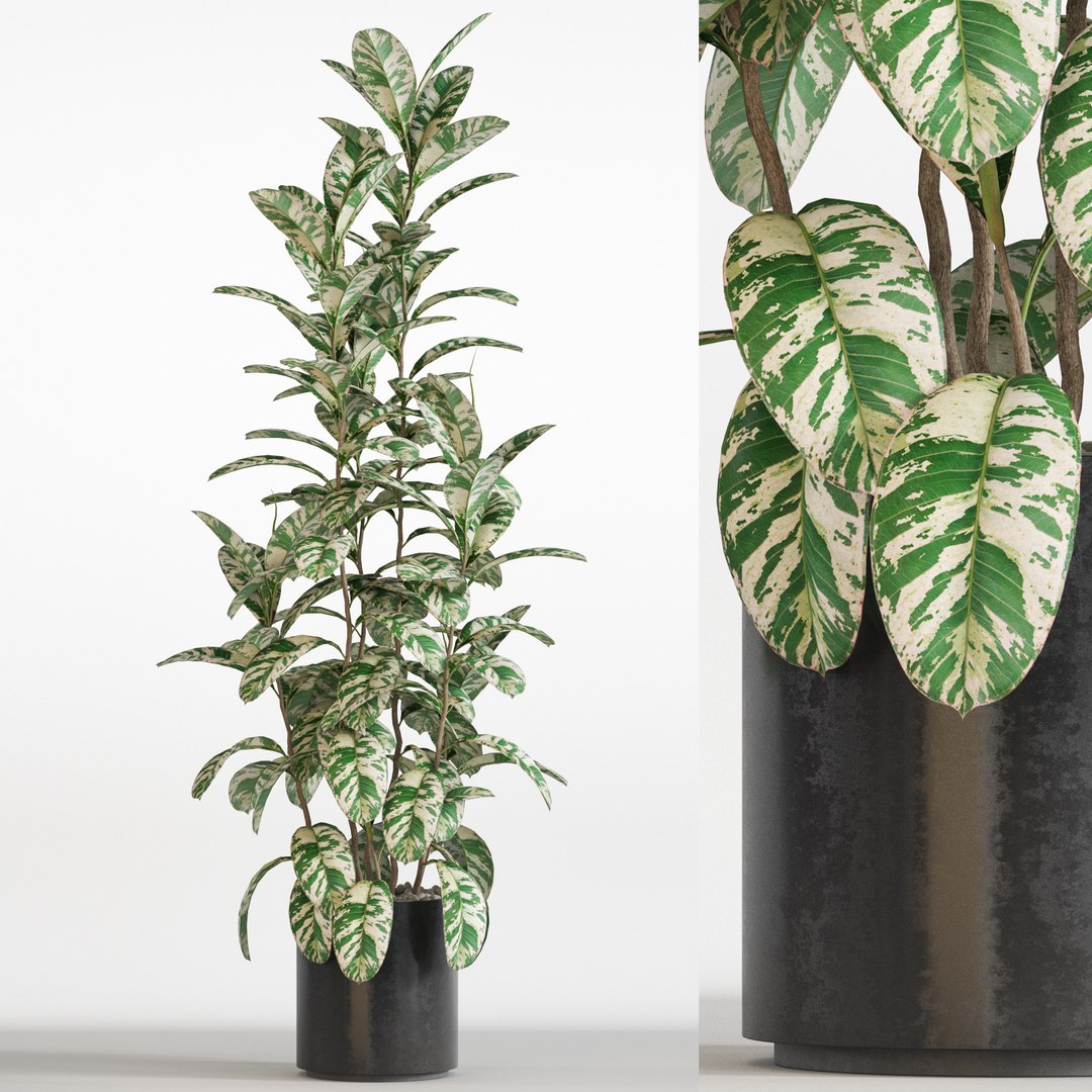 3D model Plants collection 753 - TurboSquid 1941662