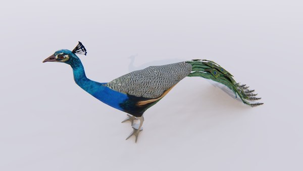 Peacock 3D Models for Download | TurboSquid