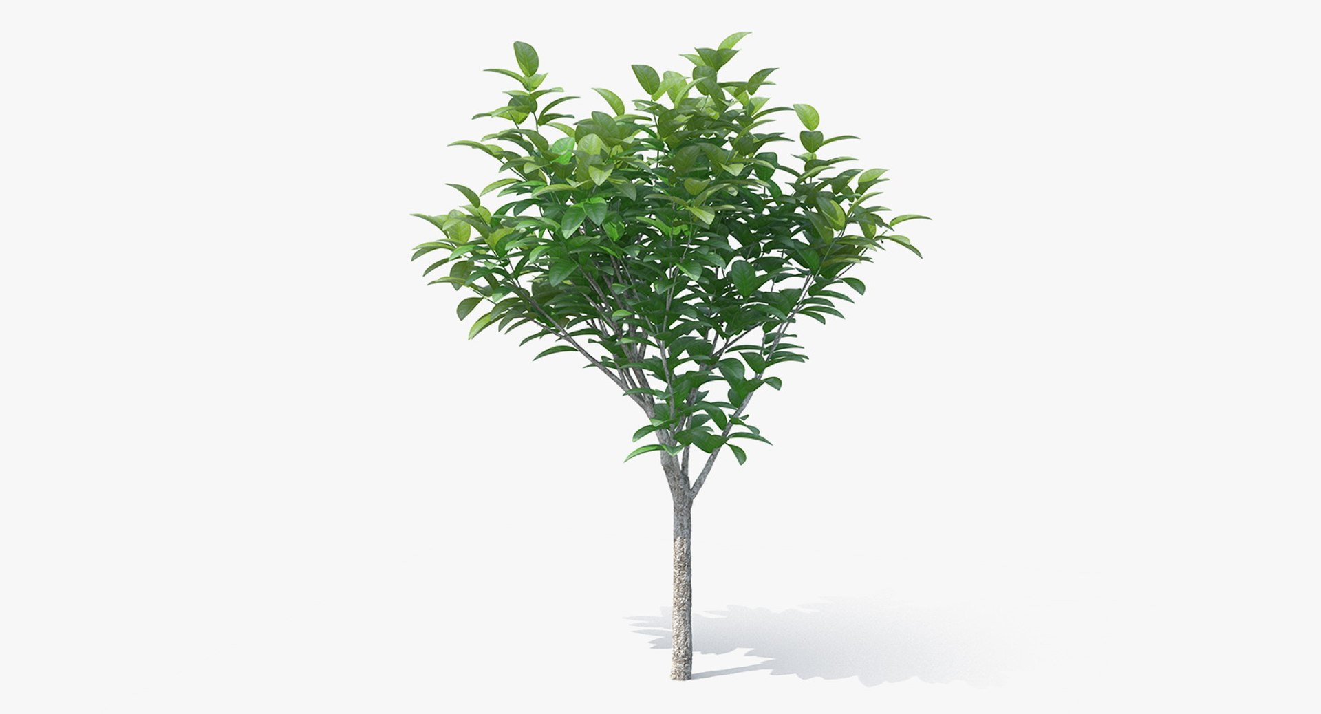 3D model small tree - TurboSquid 1378759