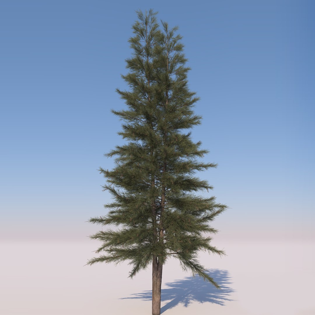 3D Casuarina Australian Pine Tree Model - TurboSquid 1200599