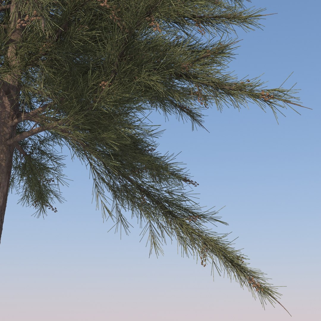 3D Casuarina Australian Pine Tree Model - TurboSquid 1200599