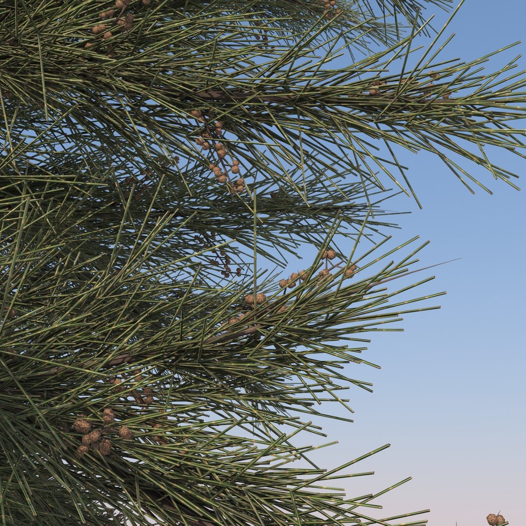 3D Casuarina Australian Pine Tree Model - TurboSquid 1200599
