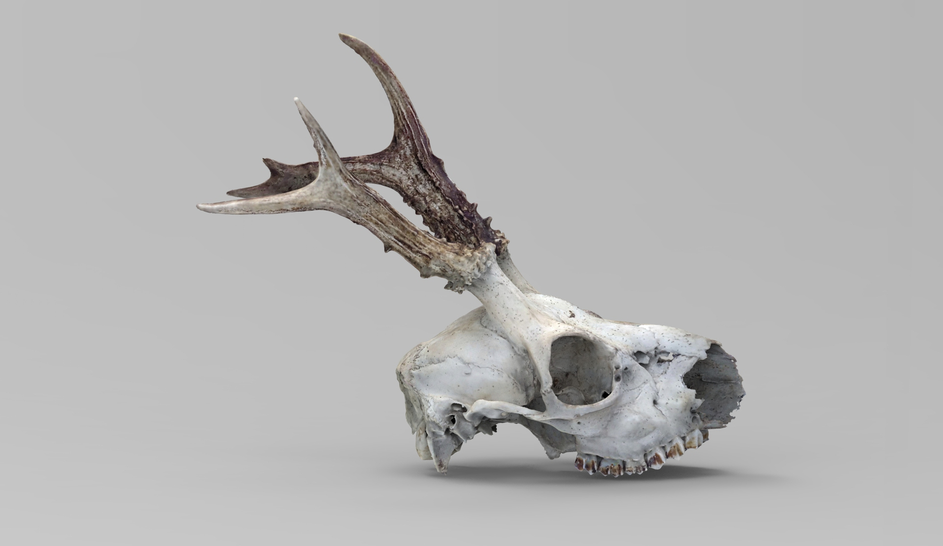 Naturally Weathered European Roe Deer Skull - No Lower Jaw 3D Model ...