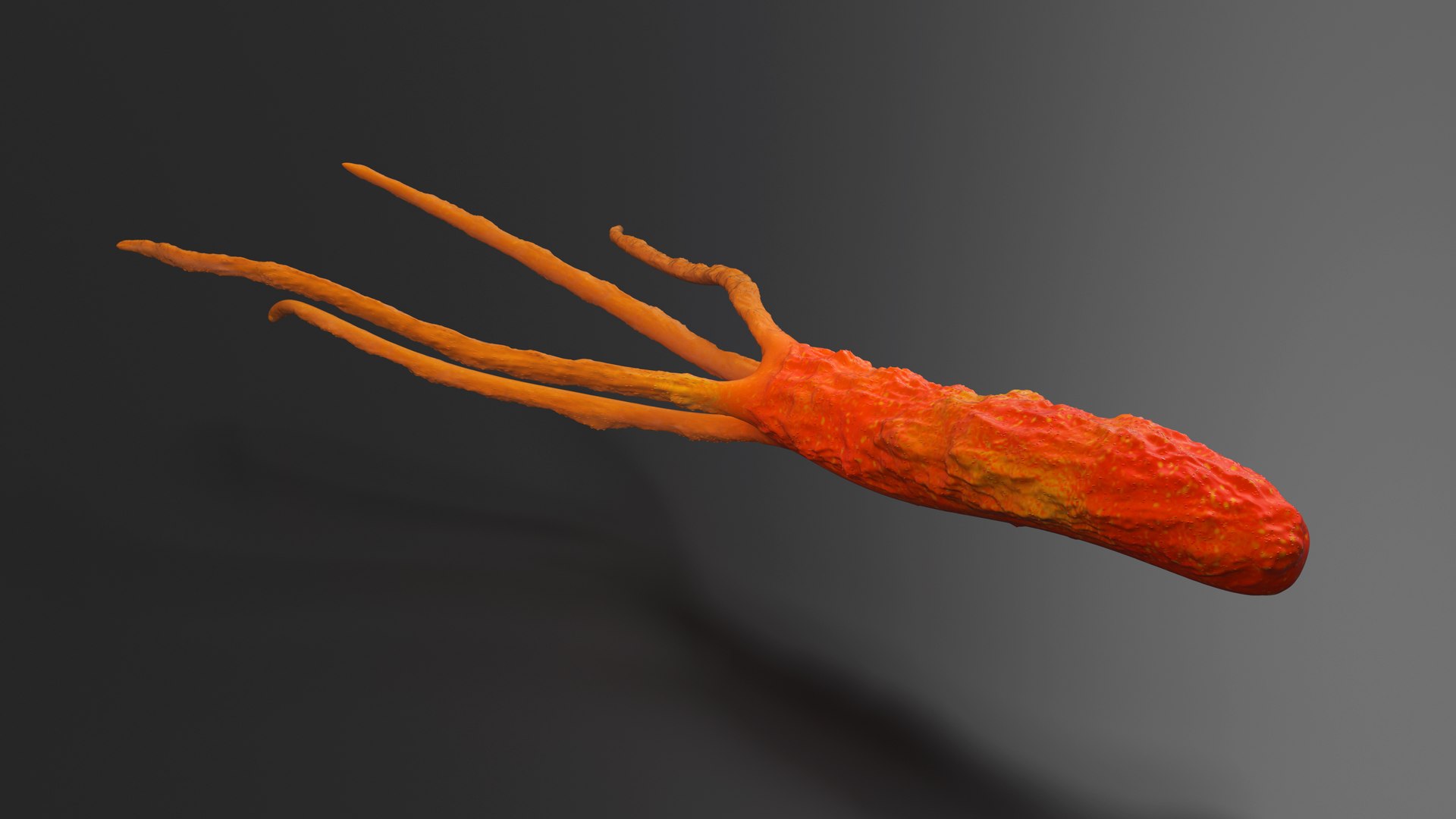 3D Helicobacter Pylori Bacteria - TurboSquid 2136655