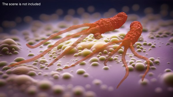 modelo 3d Bacteria Helicobacter Pylori - TurboSquid 2136655