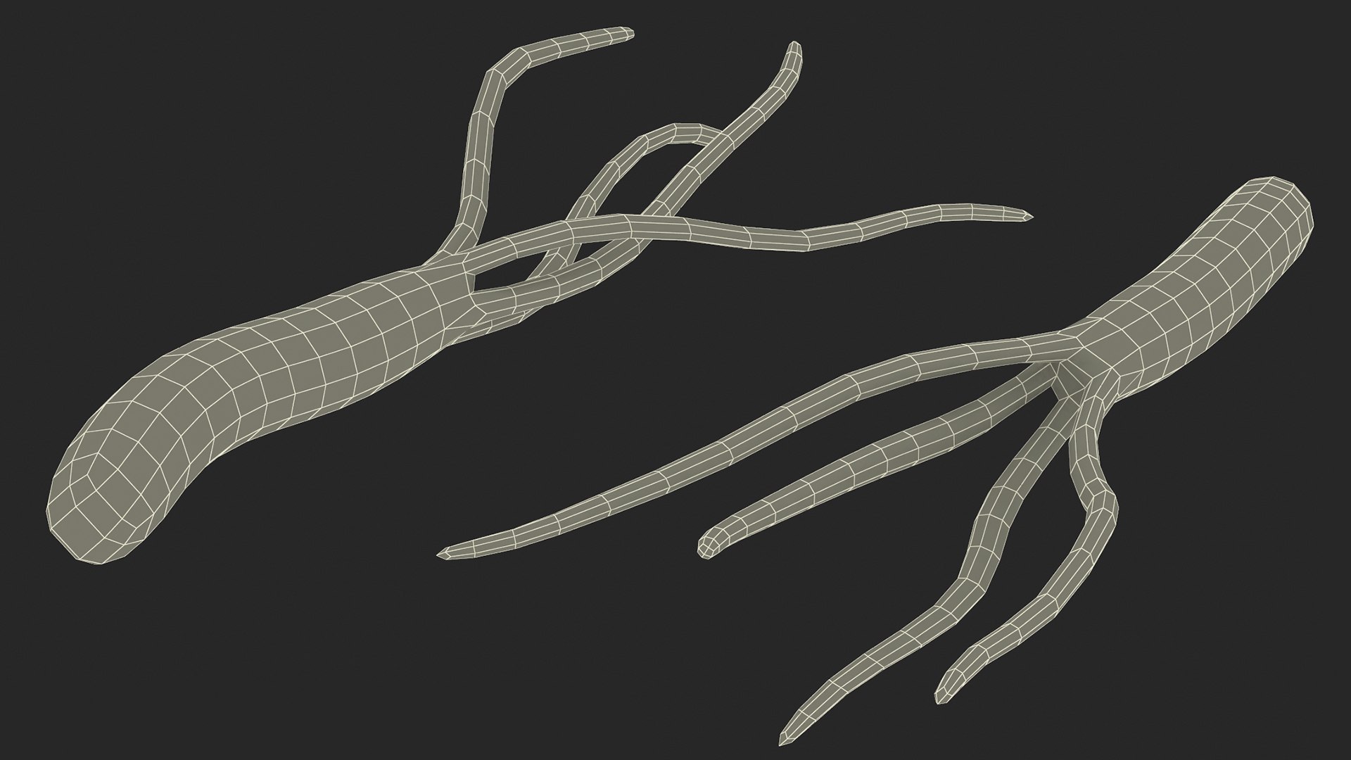 3D Helicobacter Pylori Bacteria - TurboSquid 2136655